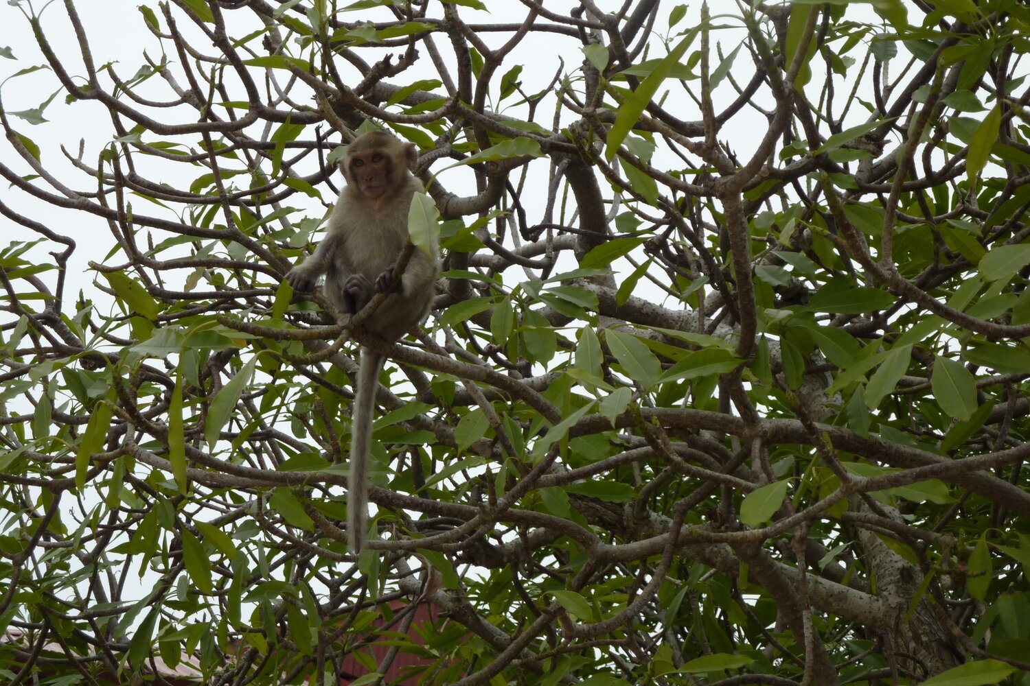 Discover 9 best things to do in Cat Ba Island today