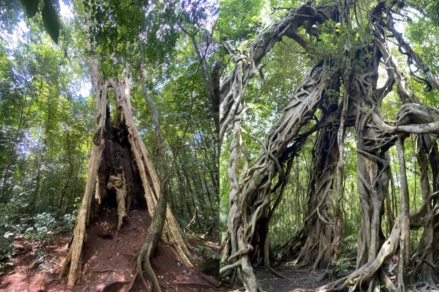 Exploring Cat Tien National Park: Tips for adventurers