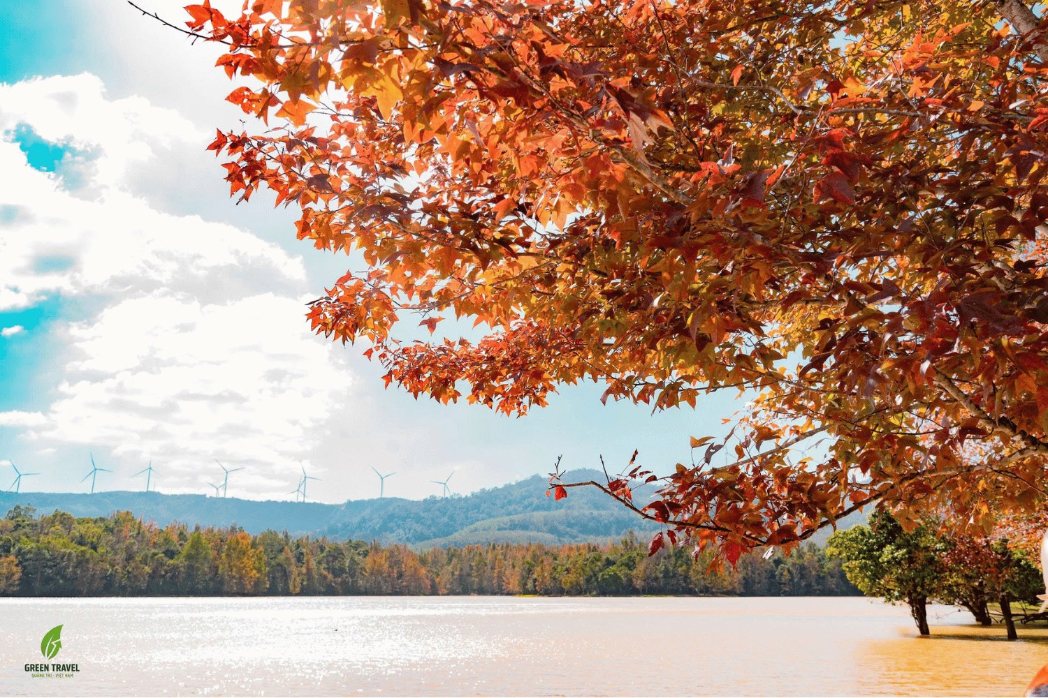 Phong Huong Forest: A rare red-leaf forest in Quang Tri
